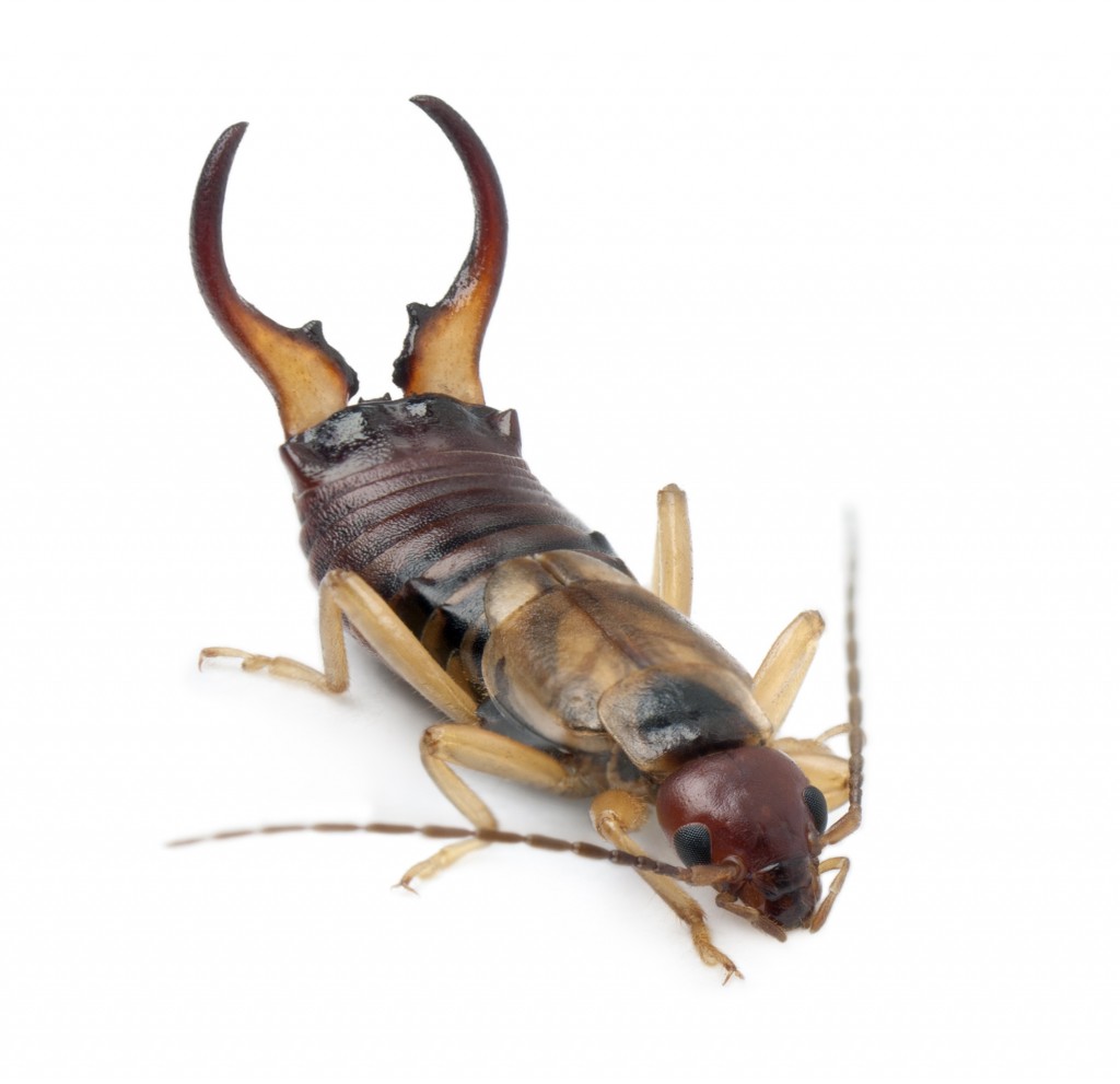 Earwig Control - Watts Pest Prevention